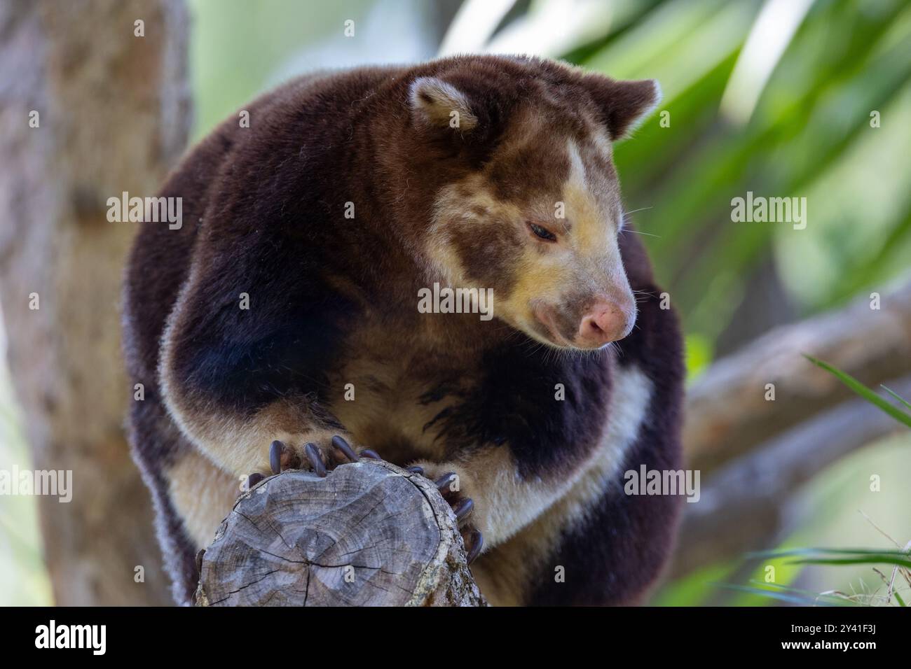 Tree kangaroo papua new guinea hi-res stock photography and images - Alamy