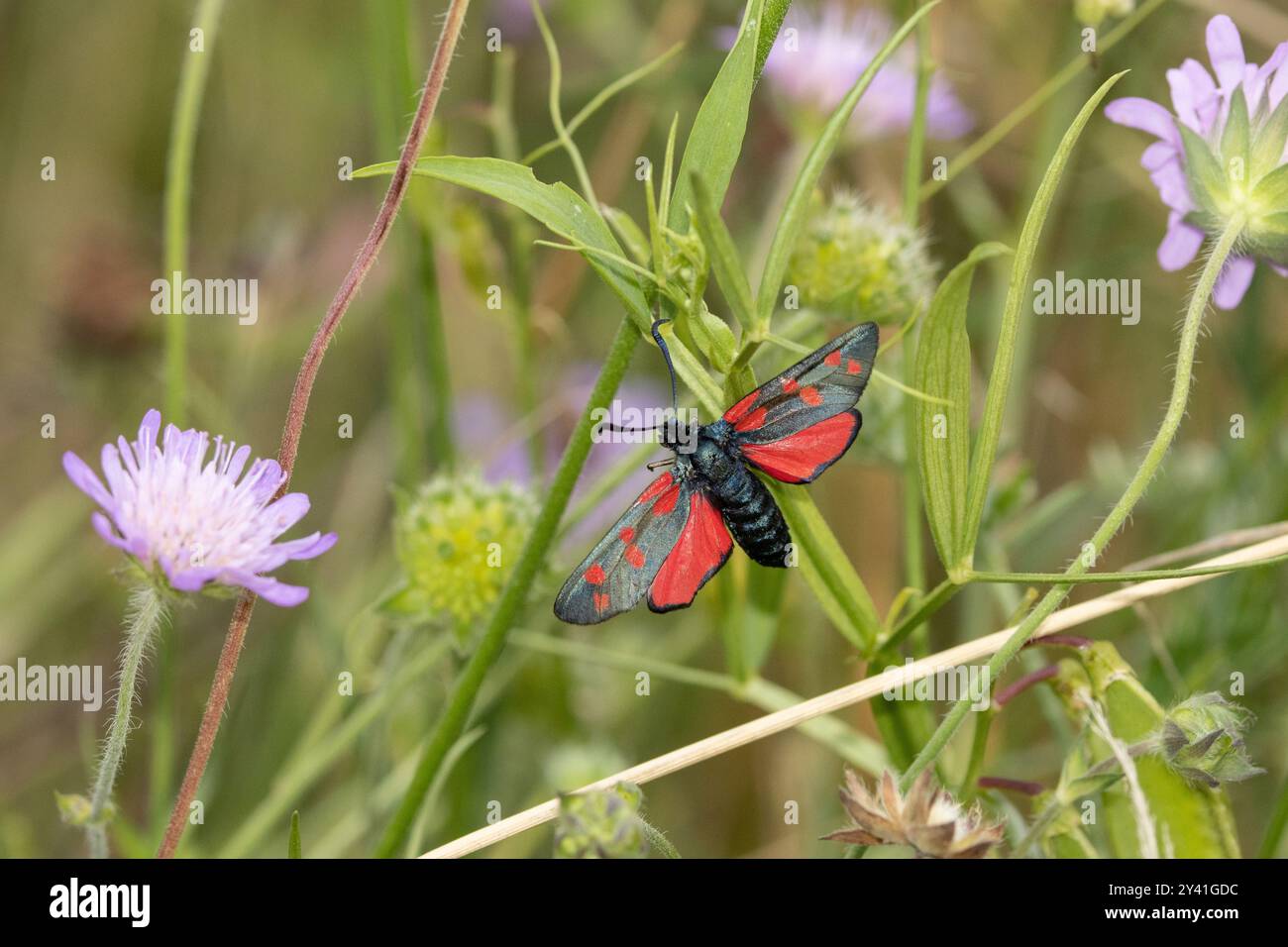 Moth in flight hi-res stock photography and images - Alamy
