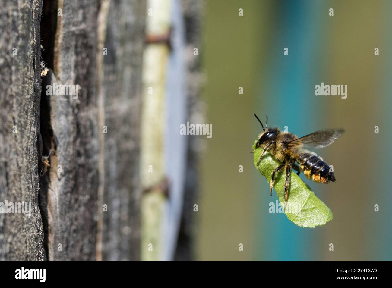 Leaf cutter hi-res stock photography and images - Alamy