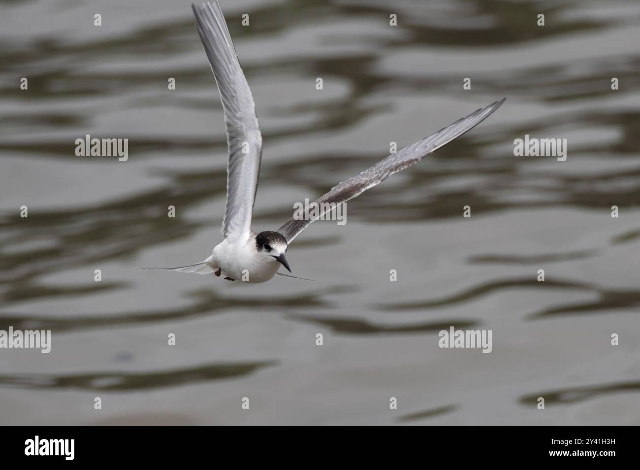 common tern (Sterna hirundo), a seabird in the family Laridae, observed ...