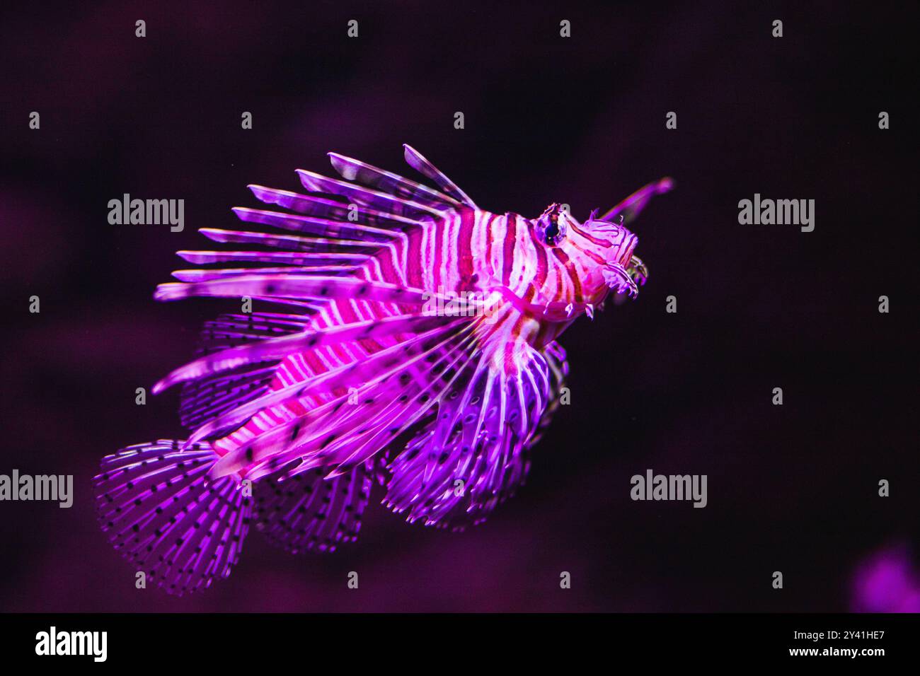 Tiger fish with light in aquarium Stock Photo - Alamy