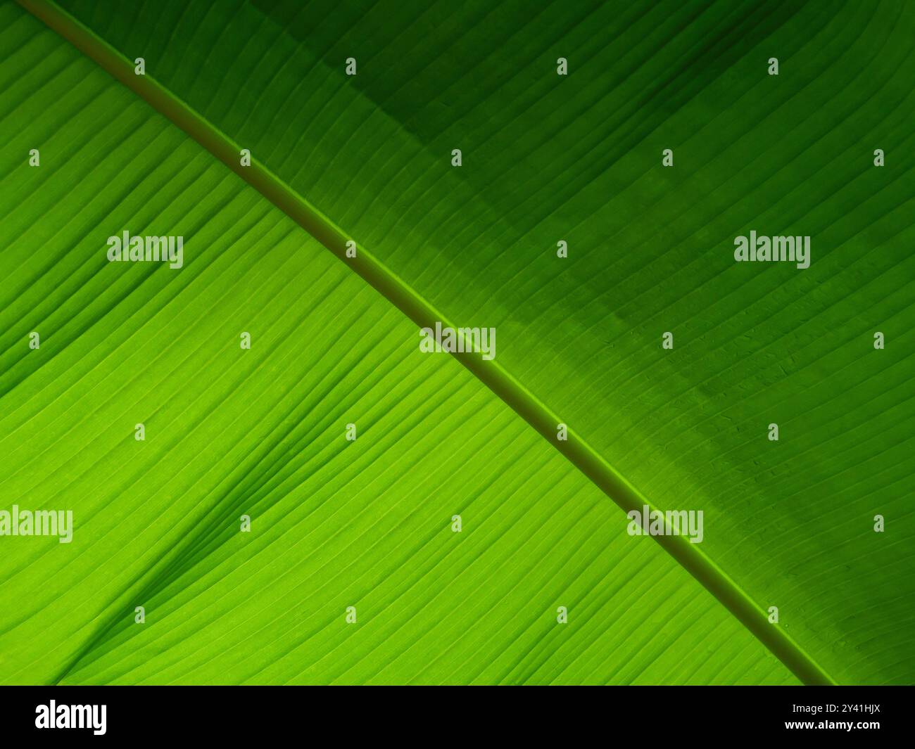 Leaf displays unique patterns hi-res stock photography and images - Alamy