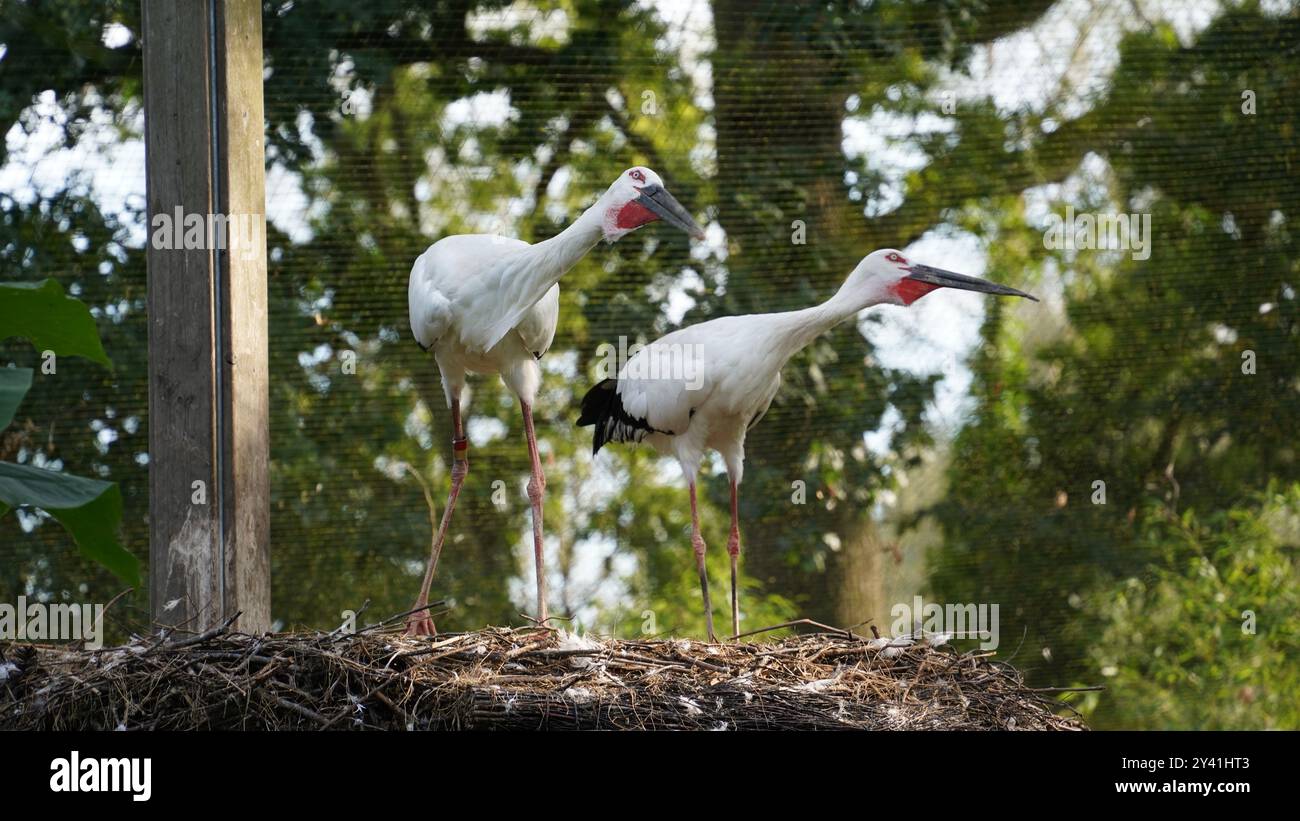 Maguari Stork Couple with Red-Shinned Bill-Clapping Display Stock Photo ...