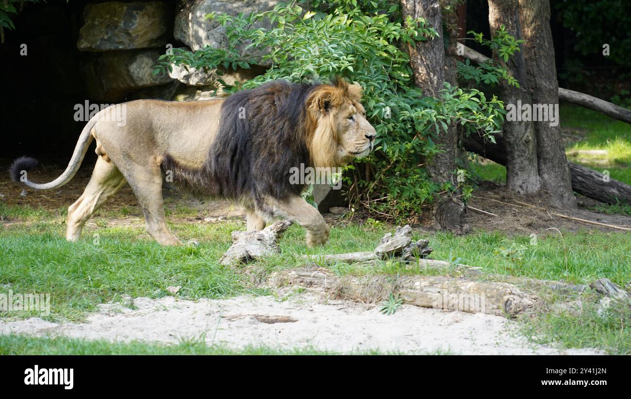 Lion’s Resolve: Moving Forward with Determination Stock Photo - Alamy