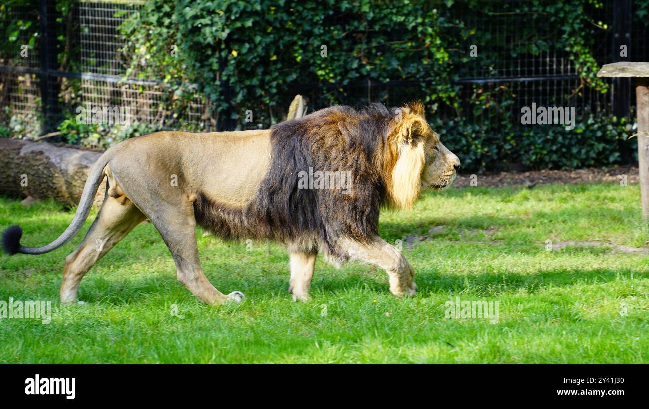 Lion’s Resolve: Moving Forward with Determination Stock Photo - Alamy