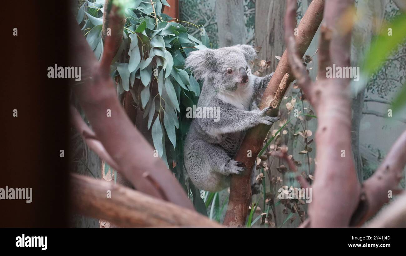 Koala Climbing High: A Treebound Adventure Stock Photo - Alamy