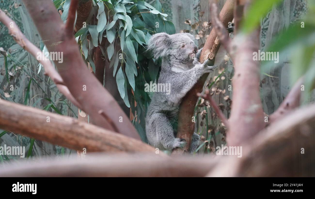 Koala Climbing High: A Treebound Adventure Stock Photo - Alamy
