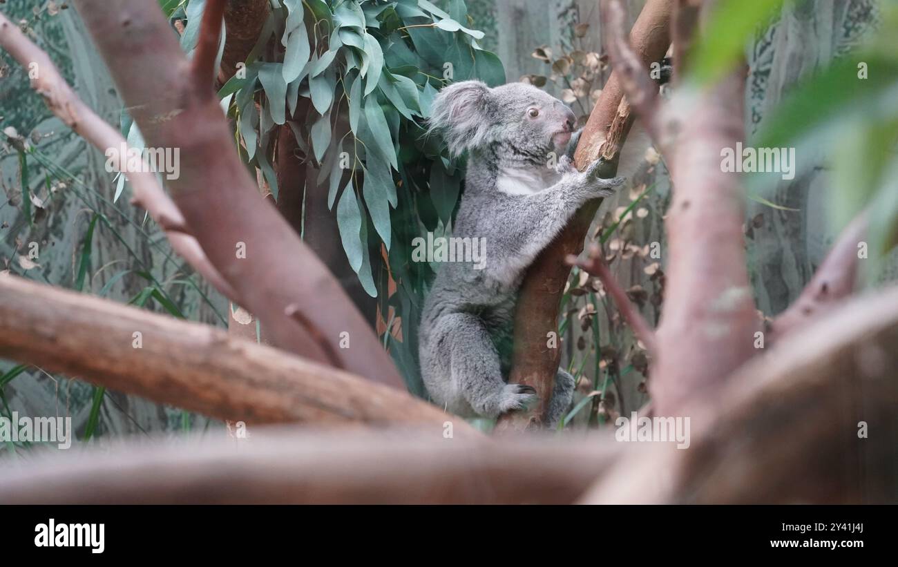 Koala Climbing High: A Treebound Adventure Stock Photo - Alamy