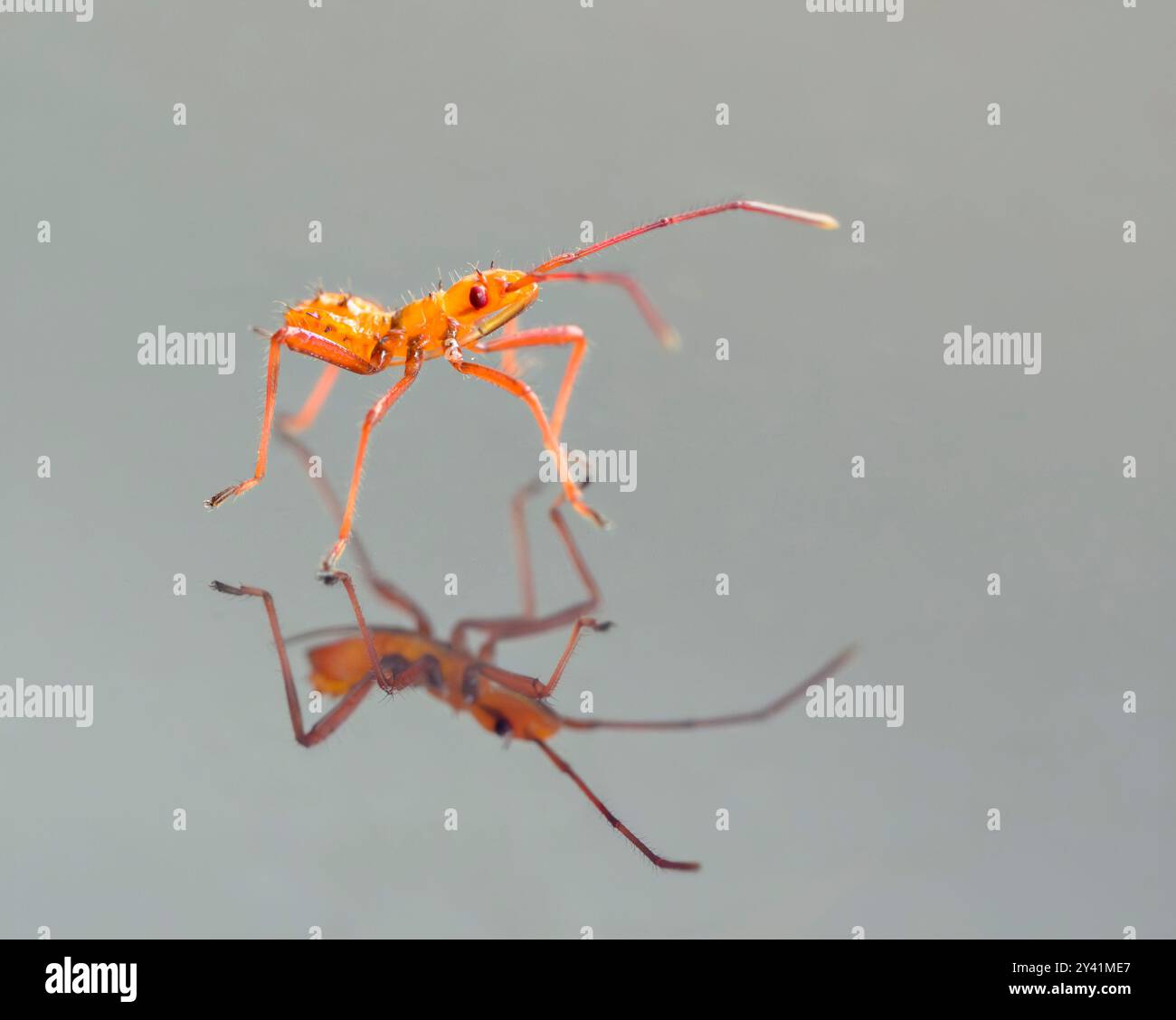 Nymph of giant leaffooted bug (Acanthocephala declivis) on a glass ...