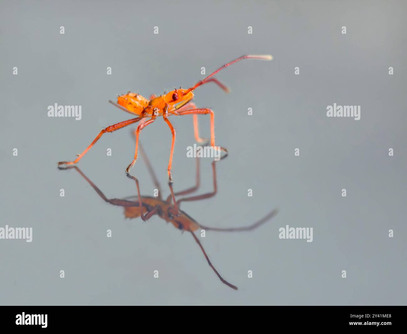 Nymph of giant leaffooted bug (Acanthocephala declivis) on a glass ...