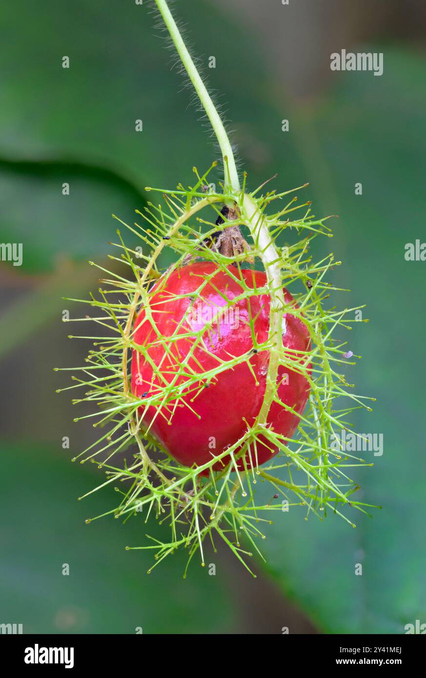 Ripening fruit of the scarletfruit passionflower (Passiflora foetida ...