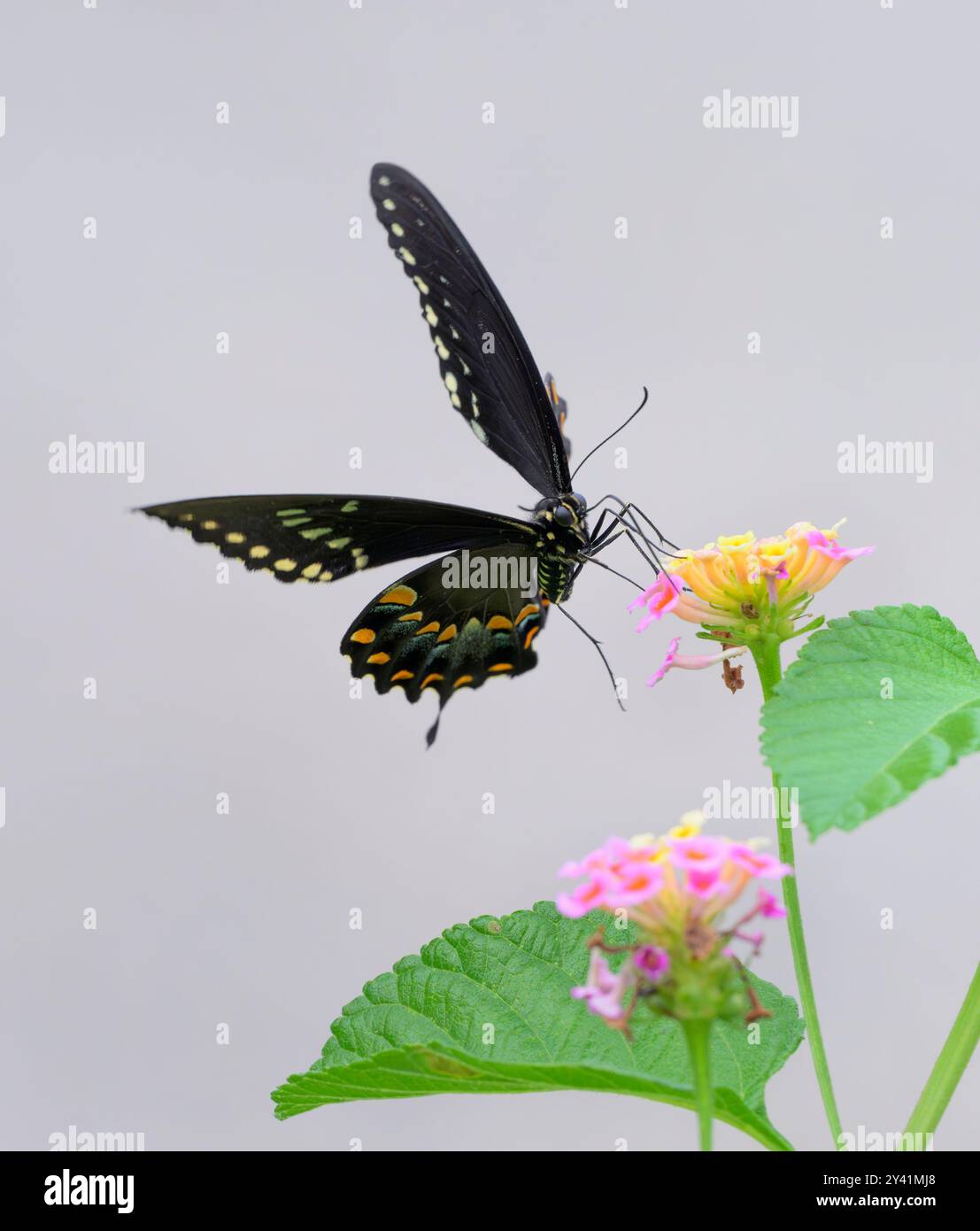 Spicebush swallowtail (Papilio [Pterourus] troilus) feeding and taking ...