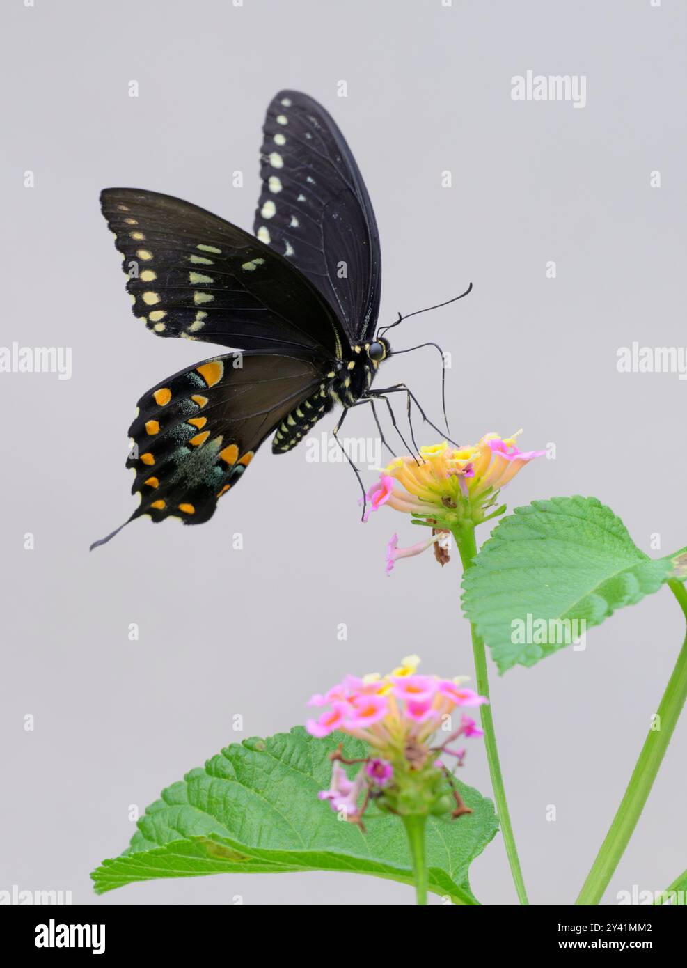 Spicebush swallowtail (Papilio [Pterourus] troilus) feeding on lantana ...