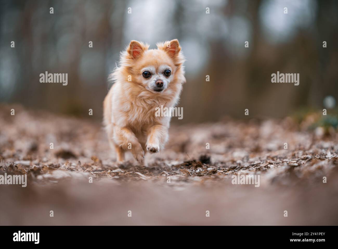 Chihuahua running forest hi-res stock photography and images - Alamy