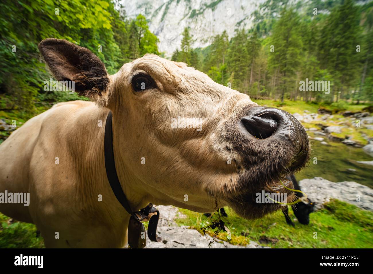 An Alpine cow is seen up close from a unique wide-angle perspective ...