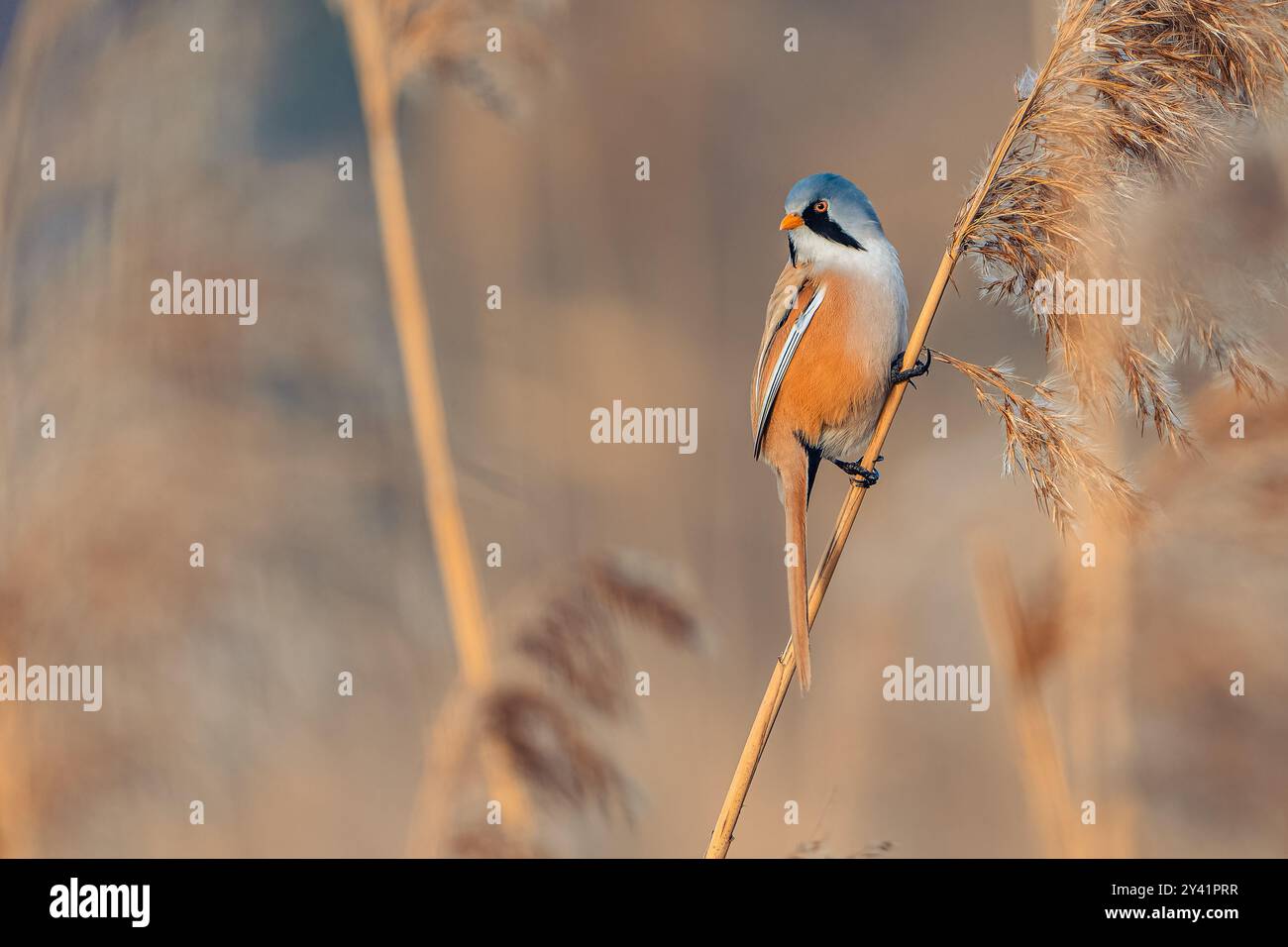Bearded panurus biarmicus feeding hi-res stock photography and images ...