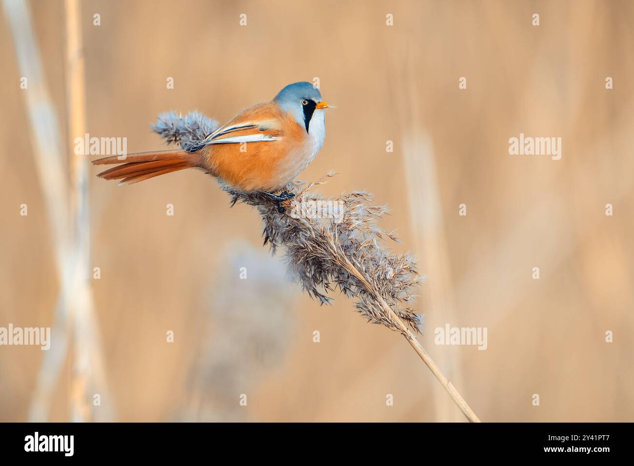 Bearded panurus biarmicus feeding hi-res stock photography and images ...