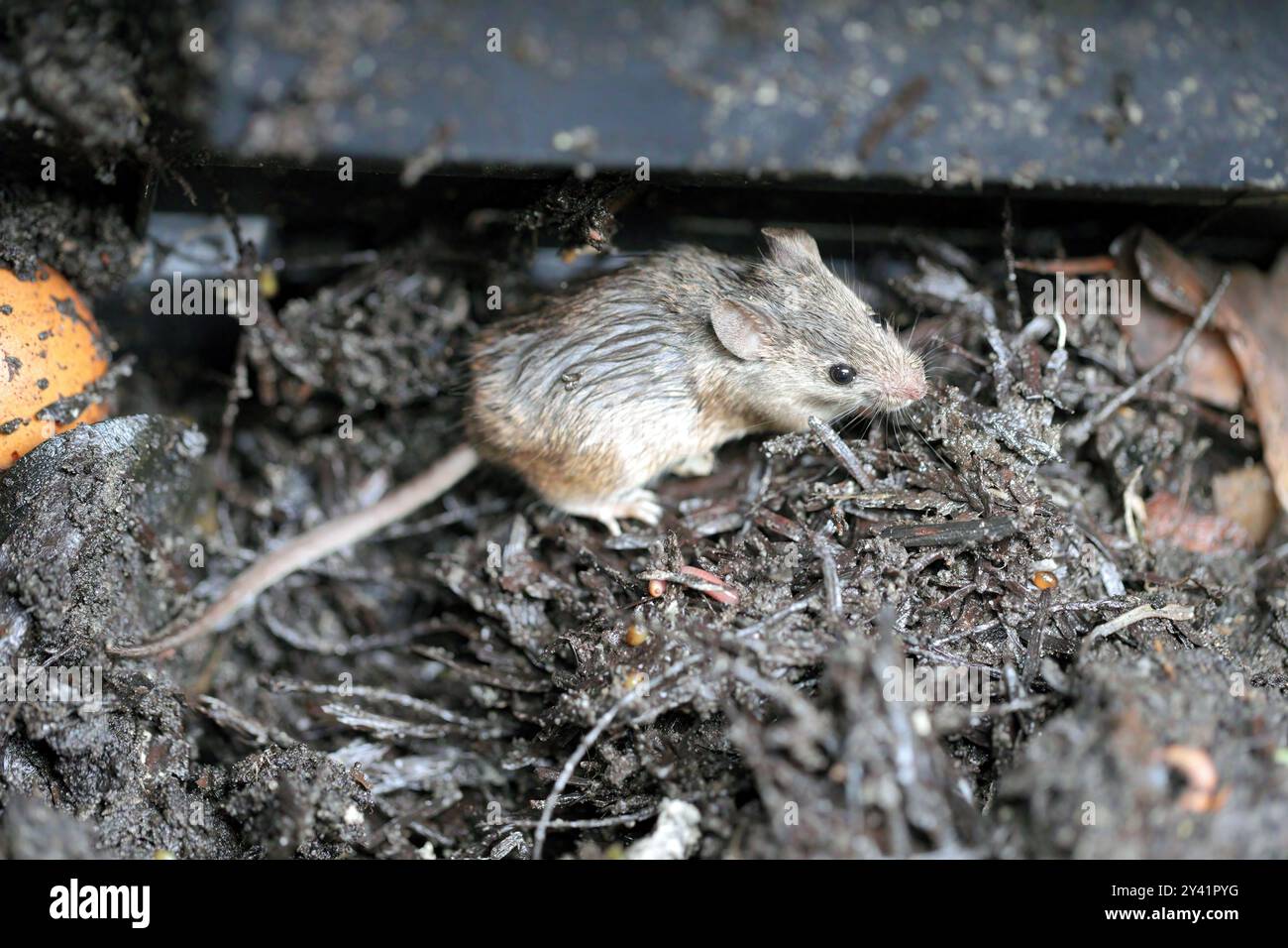 Found mice hi-res stock photography and images - Alamy