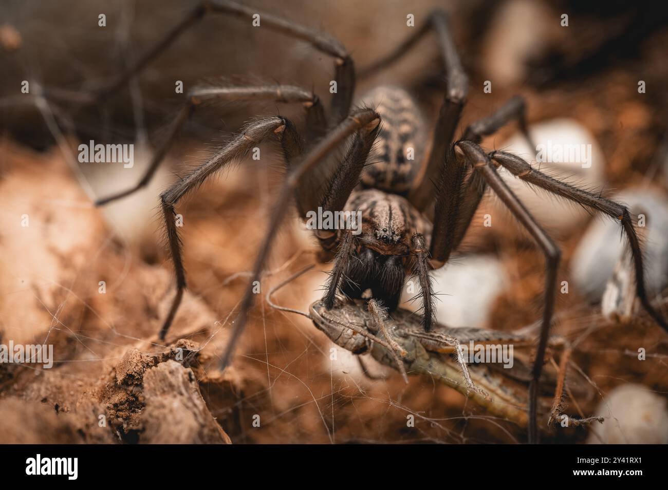 A barn funnel weaver spider (Tegenaria domestica) is seen devouring its ...