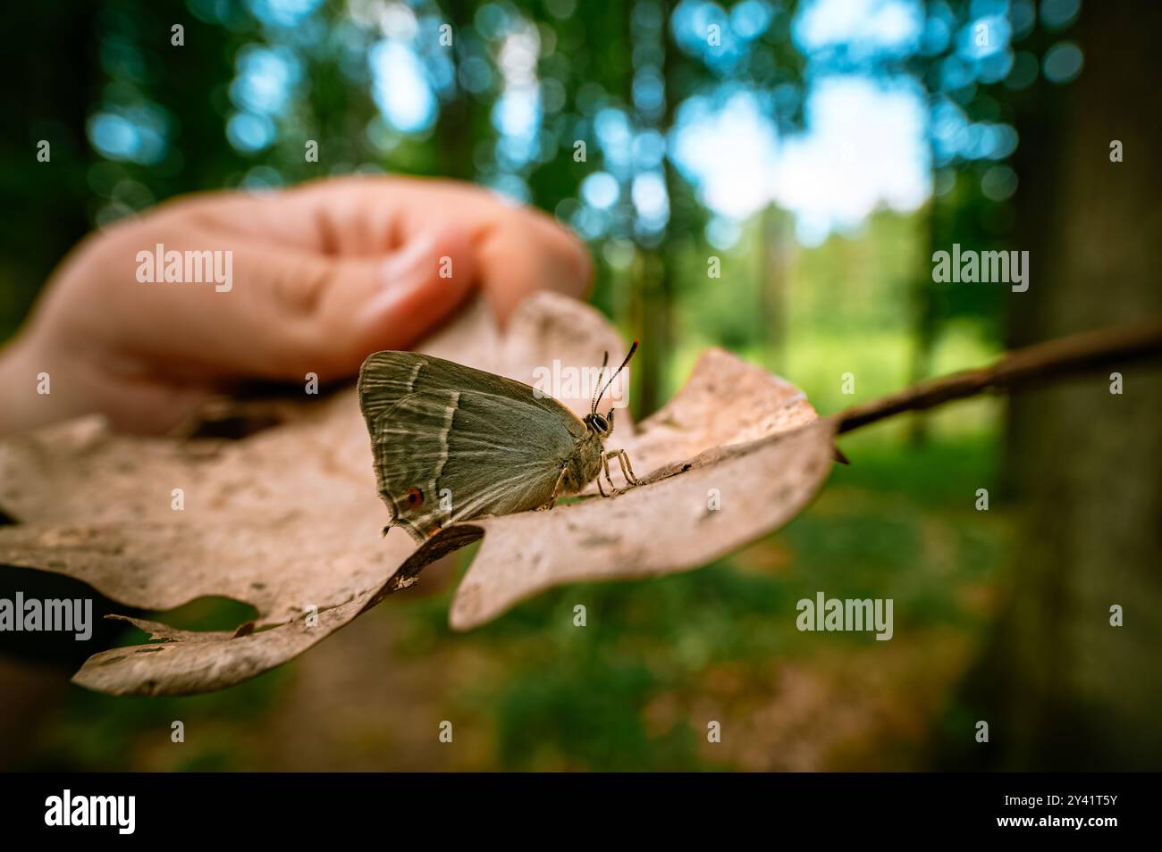 A close-up view shows a butterfly resting on a leaf held by a hand. The ...