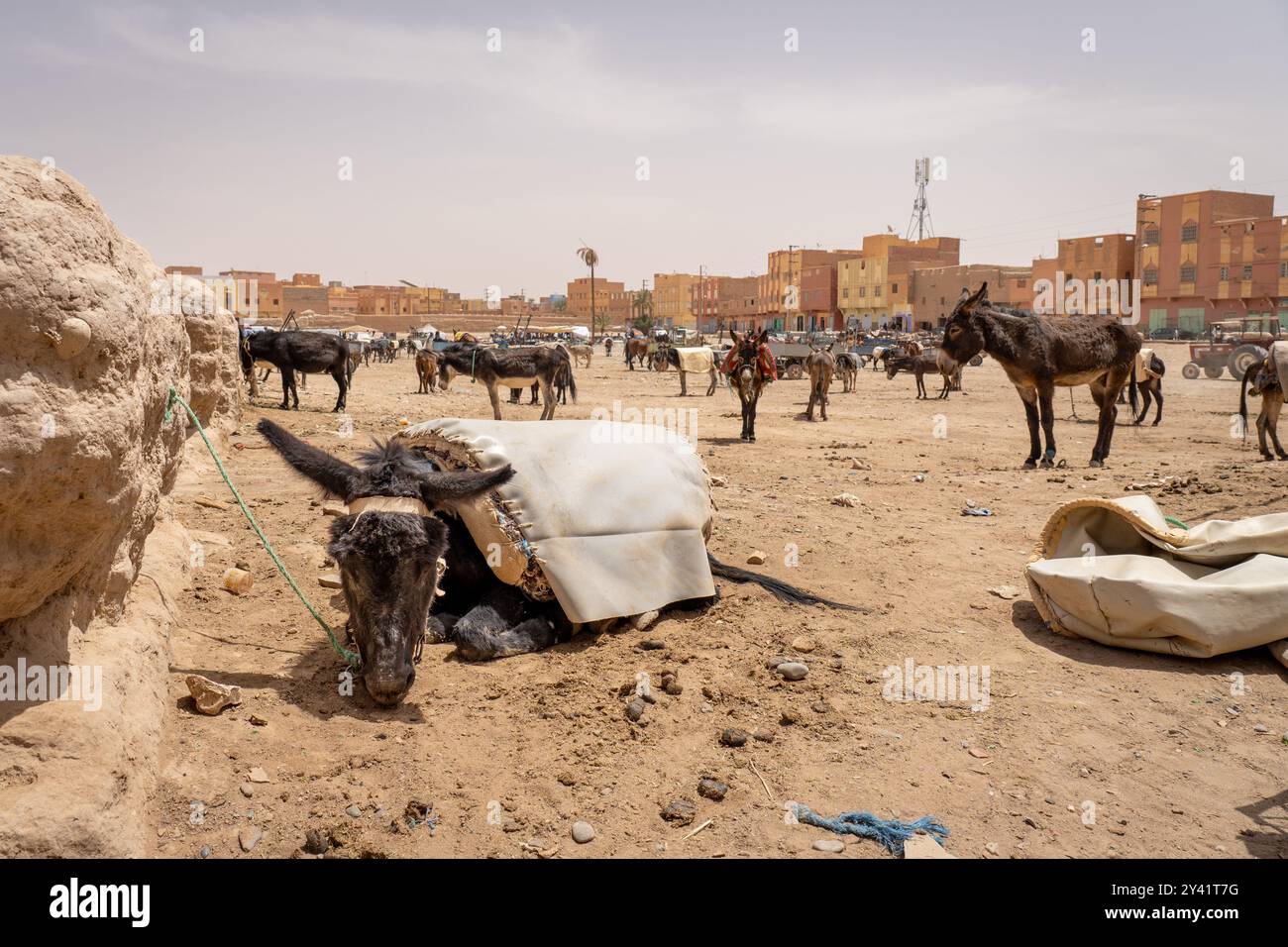 Donkey parking at Risani central market in Morocco Stock Photo - Alamy
