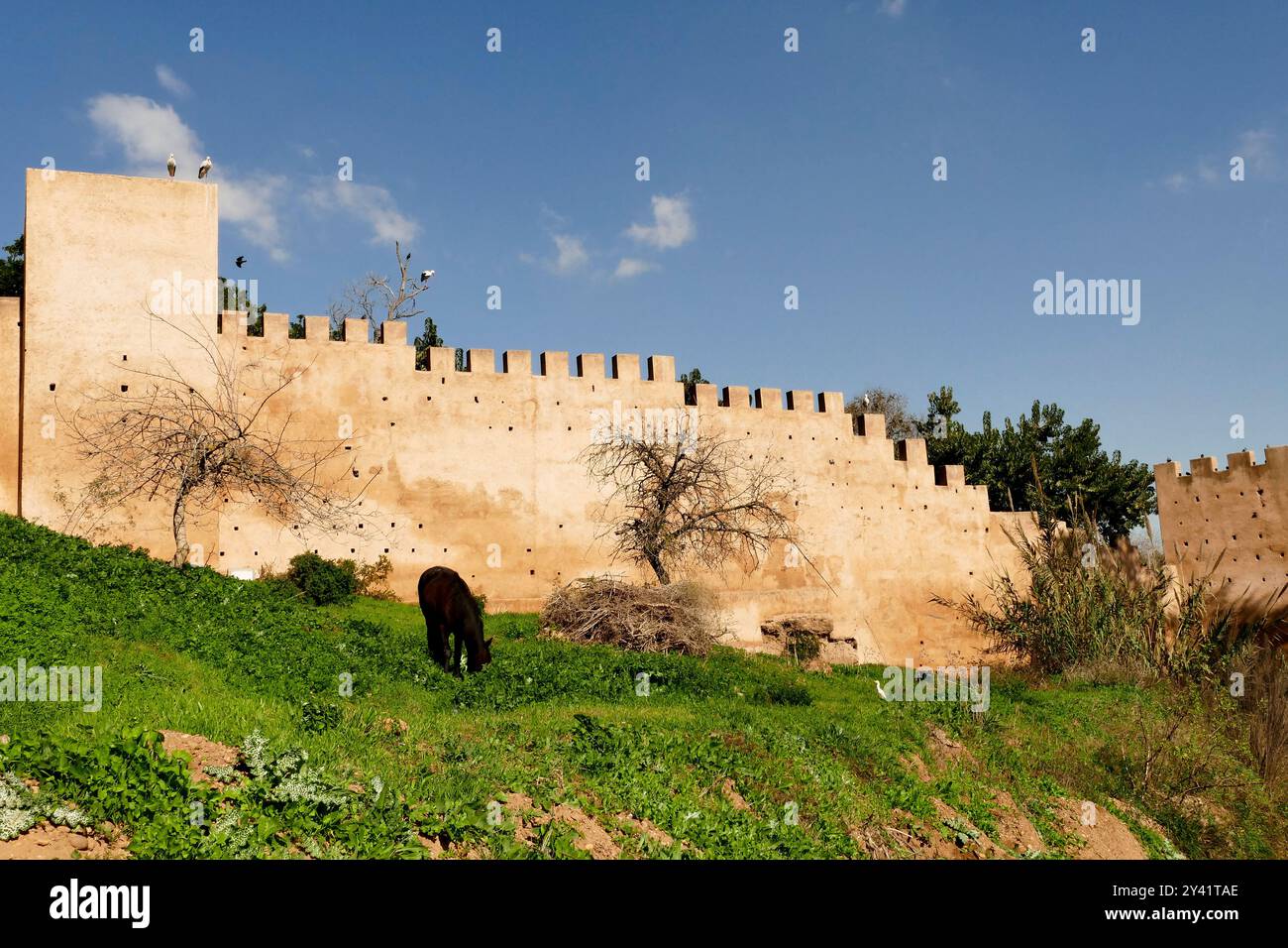El Chellah, landscaped gardens on the site of an ancient citadel with ...