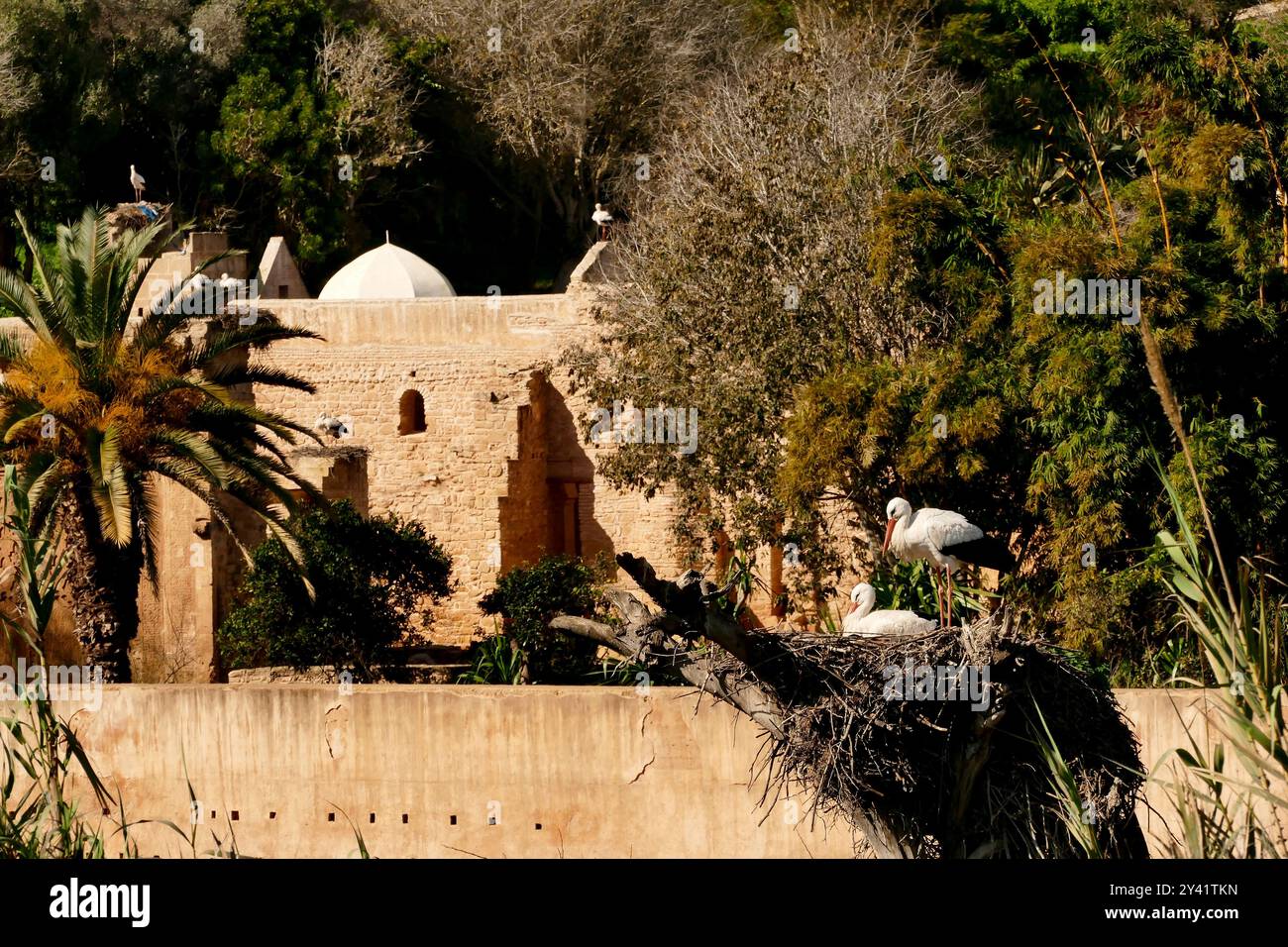 El Chellah, landscaped gardens on the site of an ancient citadel with ...