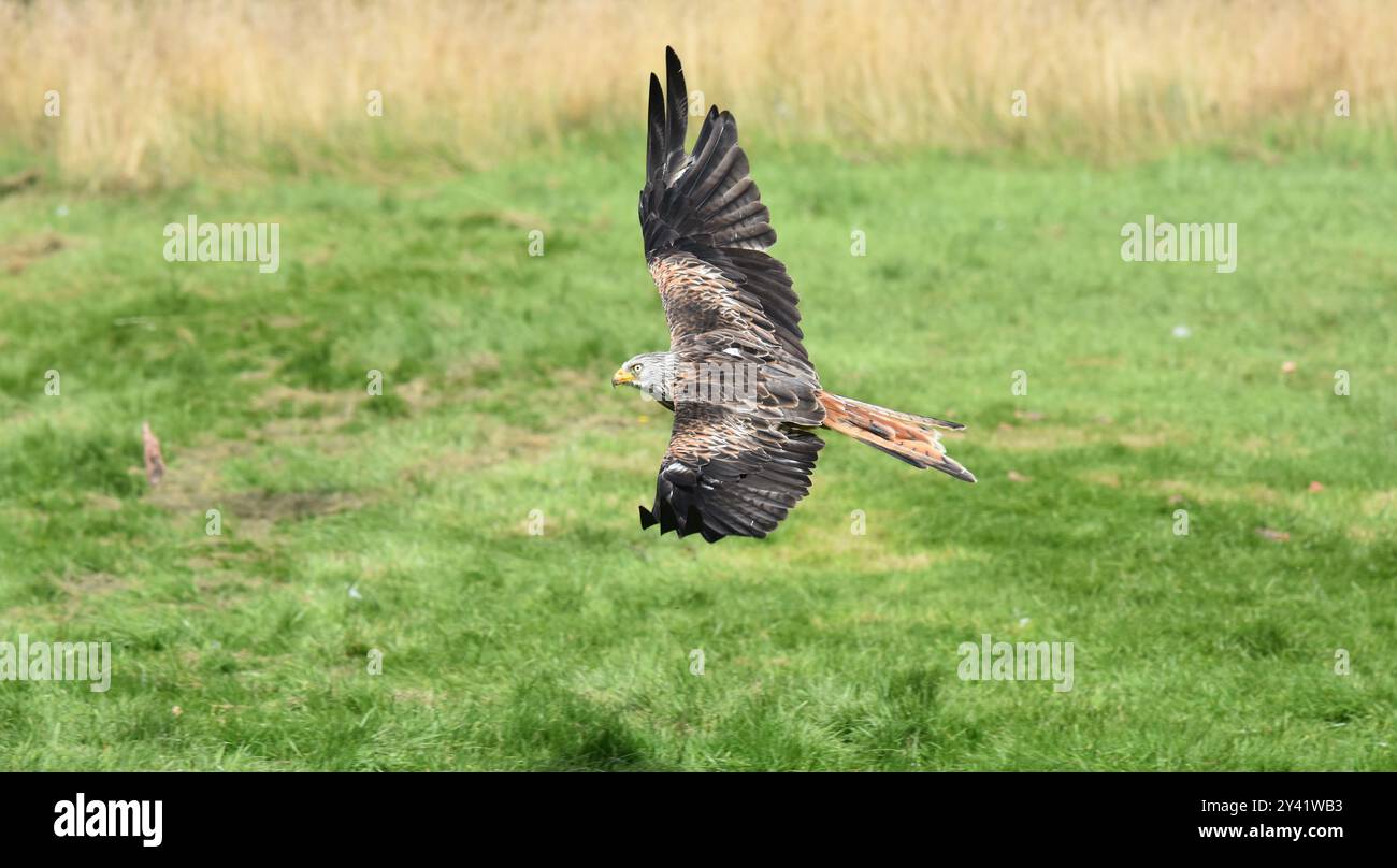 Red kite flight shots hi-res stock photography and images - Alamy
