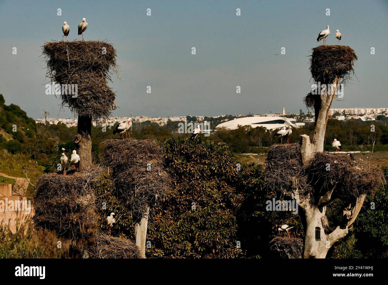 El Chellah, landscaped gardens on the site of an ancient citadel with ...