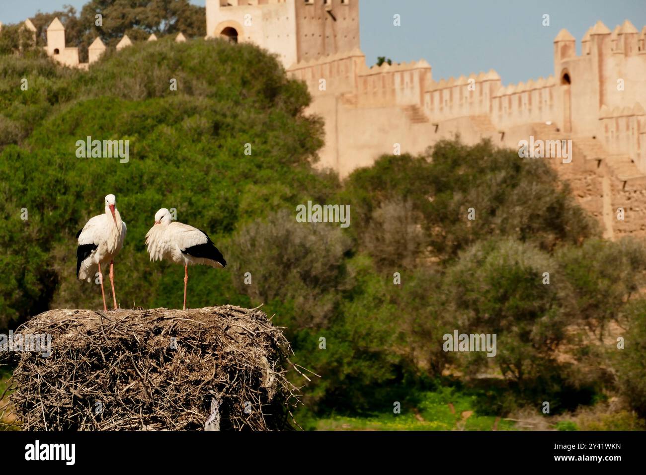 El Chellah, landscaped gardens on the site of an ancient citadel with ...