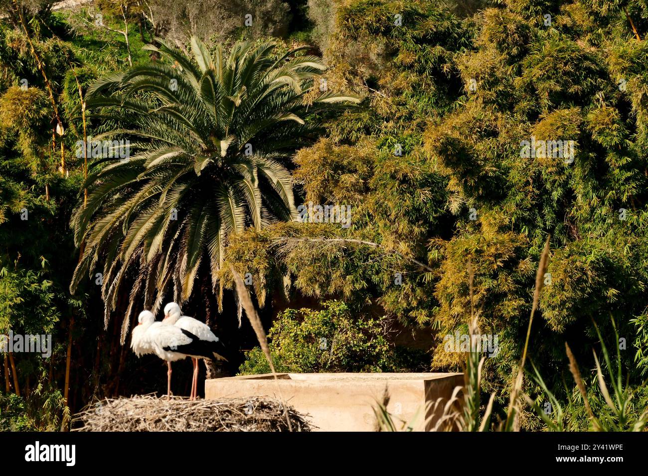 El Chellah, landscaped gardens on the site of an ancient citadel with ...