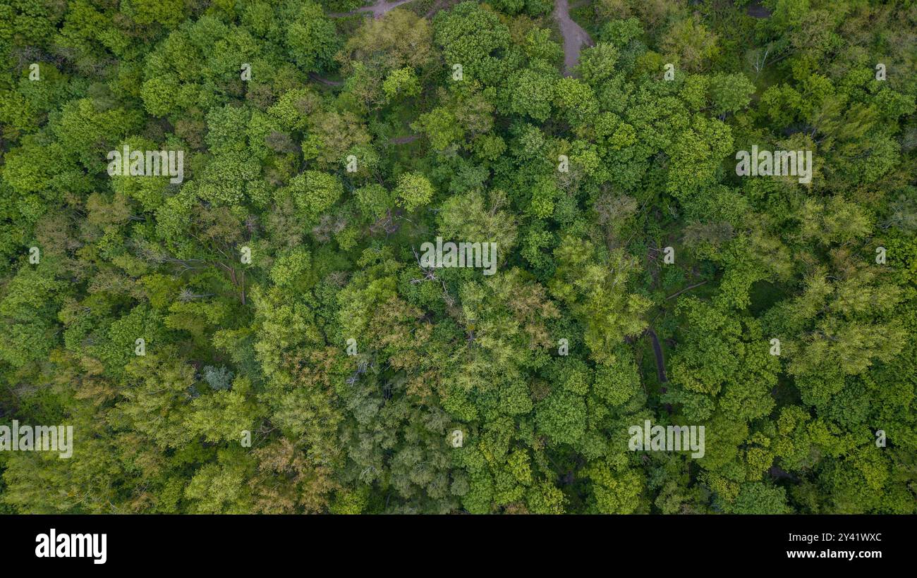 Aerial view of trees at Teufelsberg in Berlin, Germany Stock Photo - Alamy