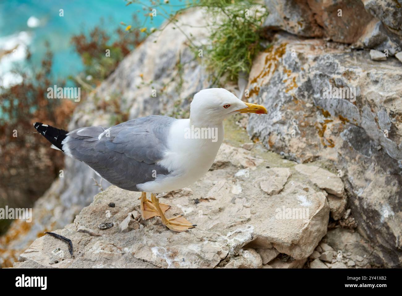 Dramatic Cliffside Vista Curious Seagull Observing Vast Ocean Expanse ...
