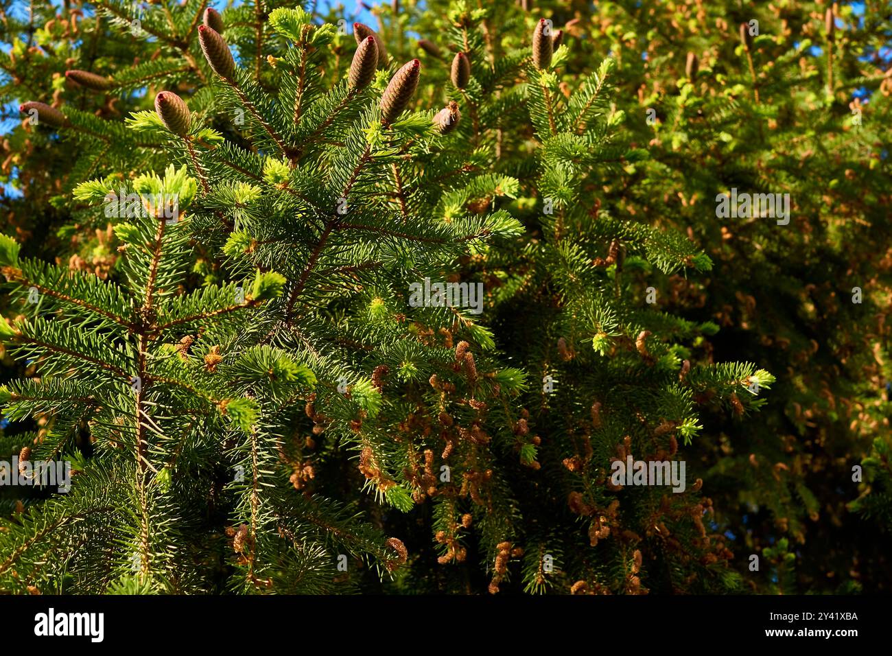 an evergreen coniferous tree that has clusters of long needle shaped ...