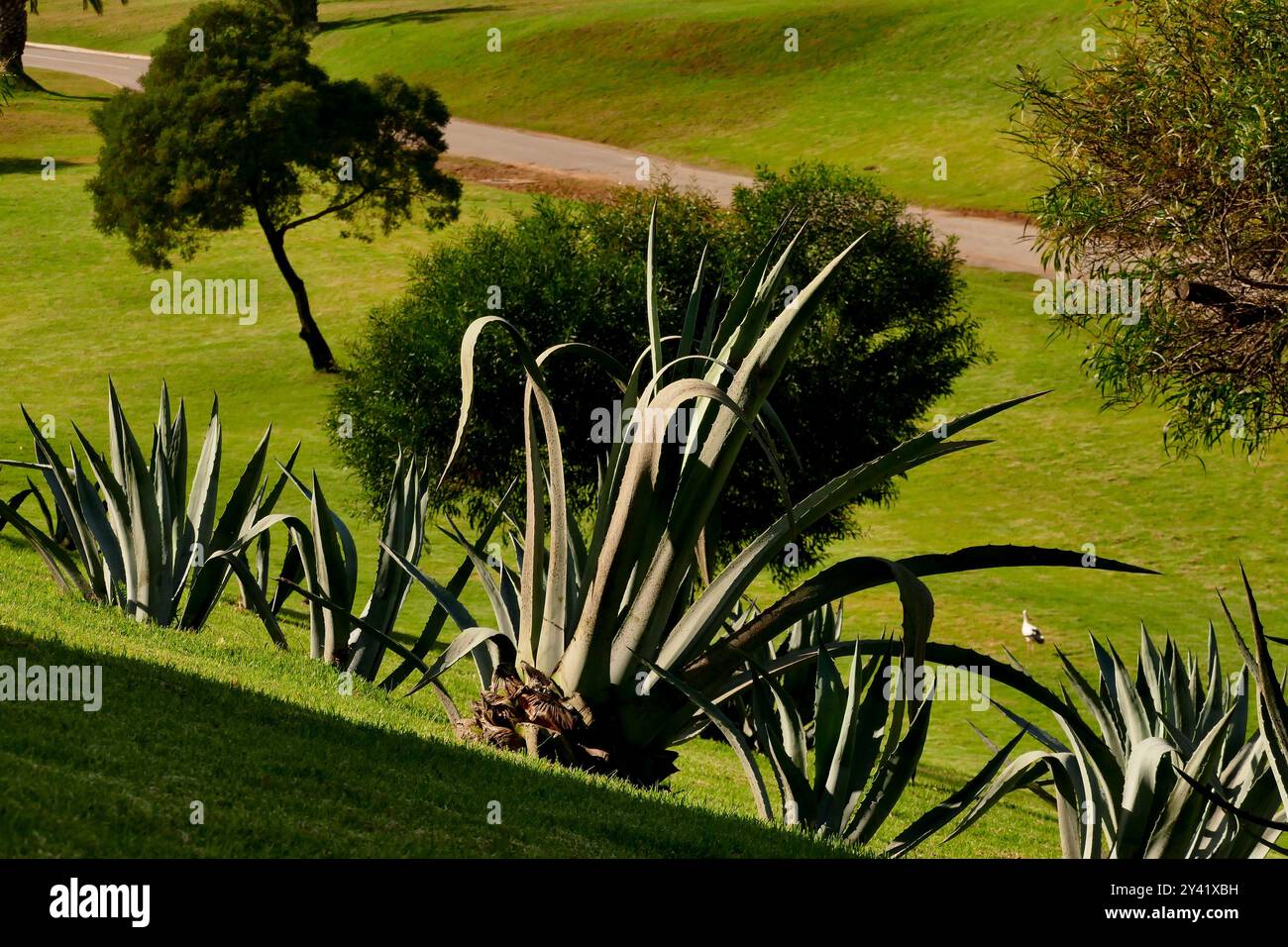 El Chellah, landscaped gardens on the site of an ancient citadel with ...