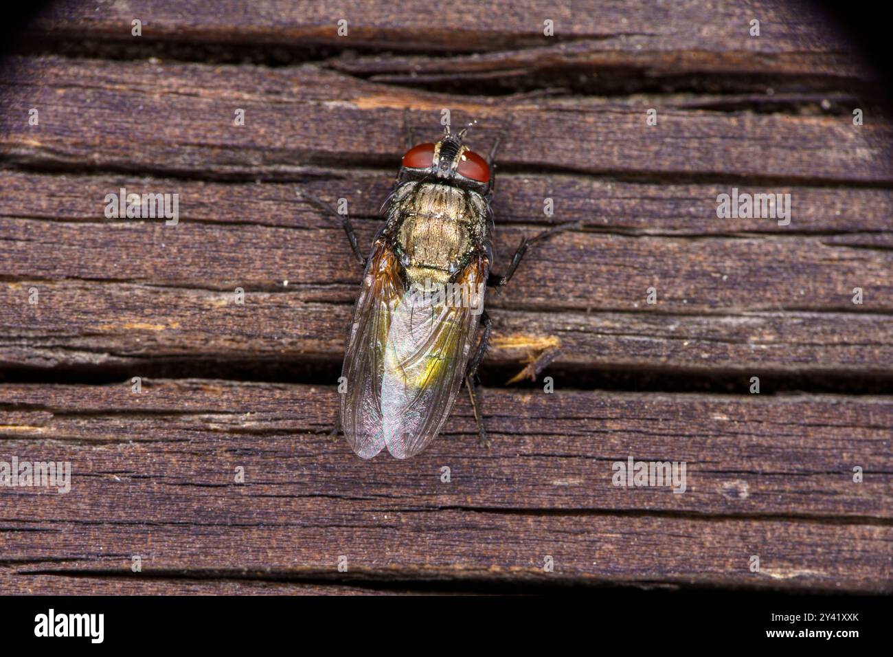 Genus Protocalliphora Family Calliphoridae fly wild nature insect ...