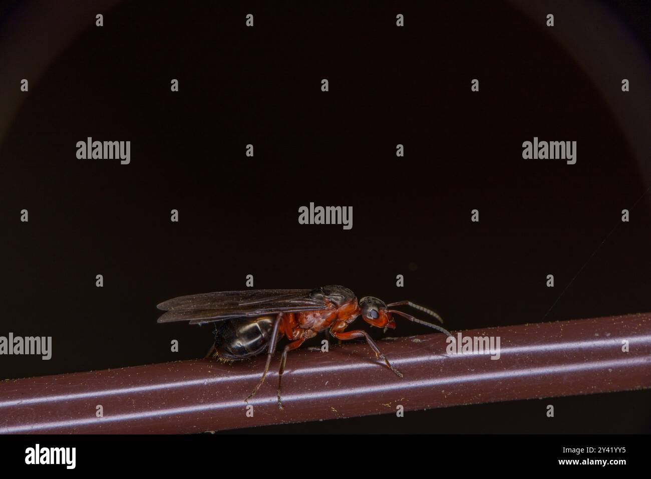 Genus Formica Family Formicidae ant with wings wild nature insect ...