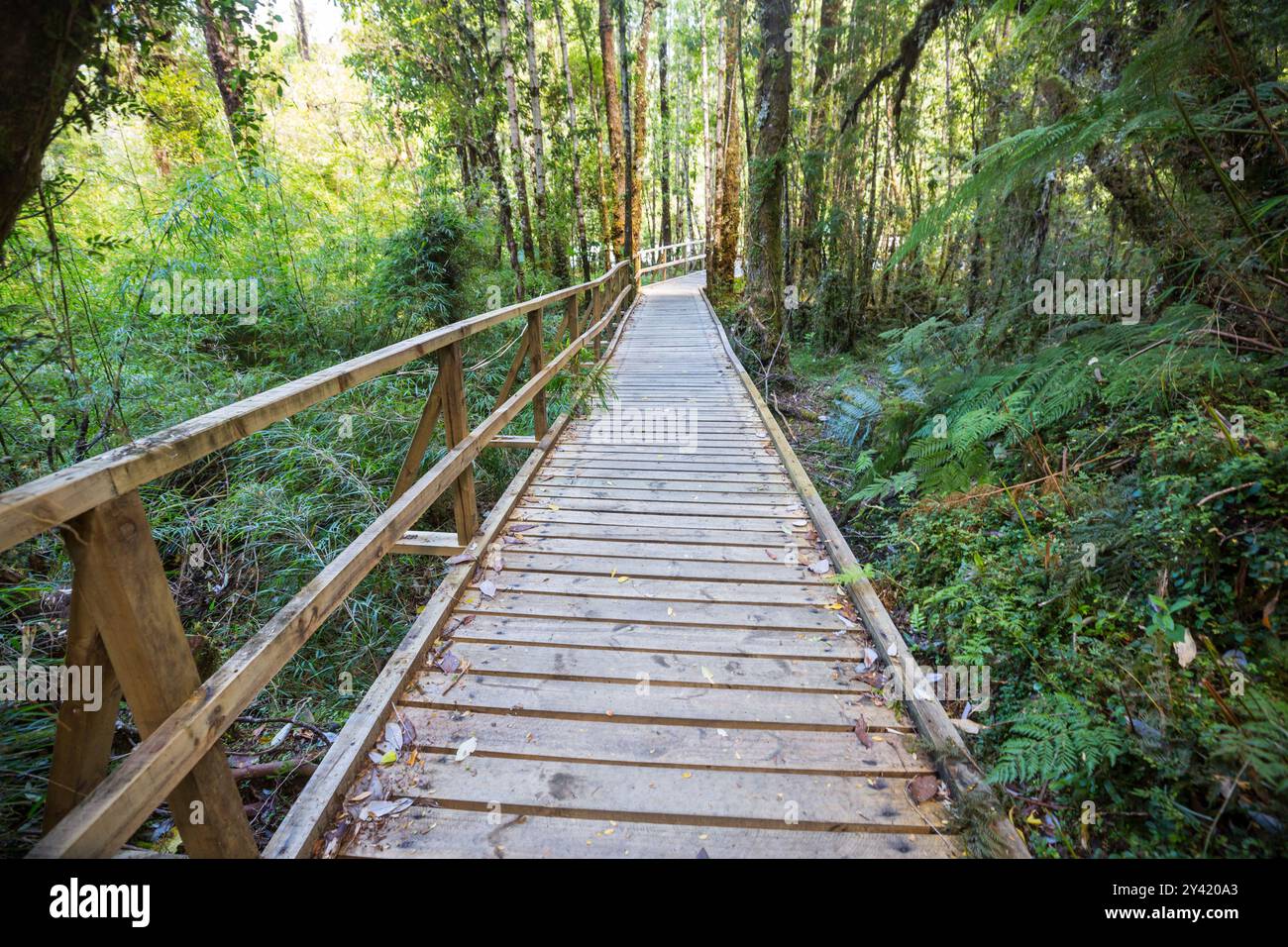 Pathway in the green rain forest Stock Photo - Alamy