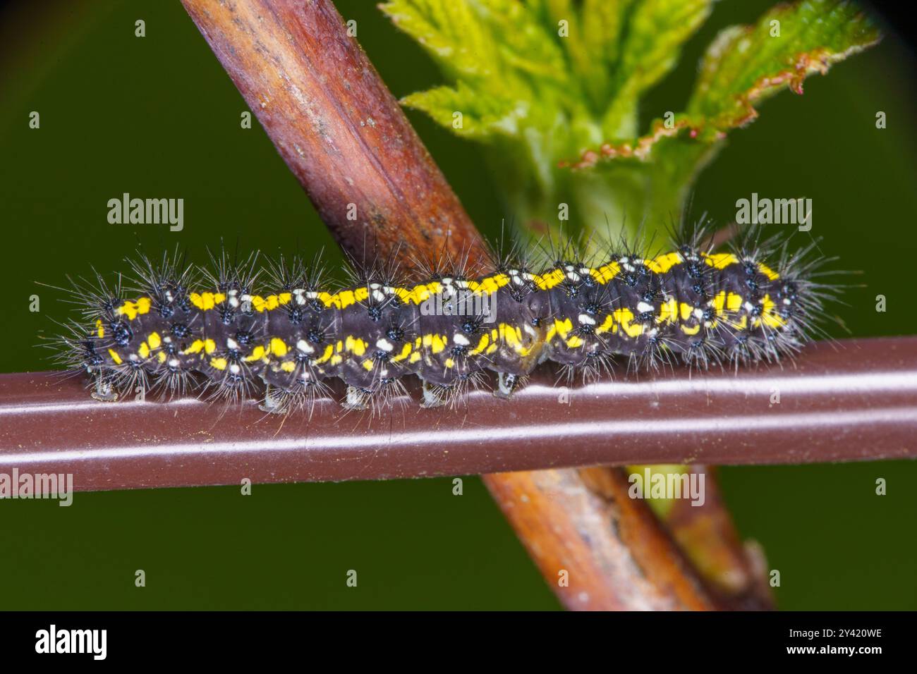 Callimorpha dominula Family Erebidae Genus Callimorpha Scarlet Tiger ...