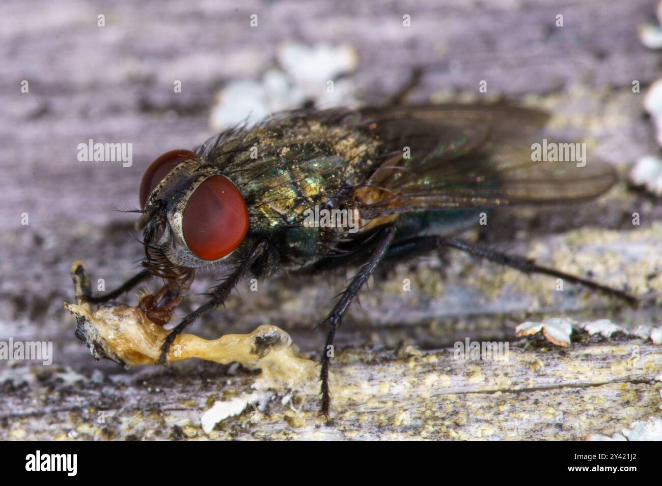 Genus Protocalliphora Family Calliphoridae fly wild nature insect ...