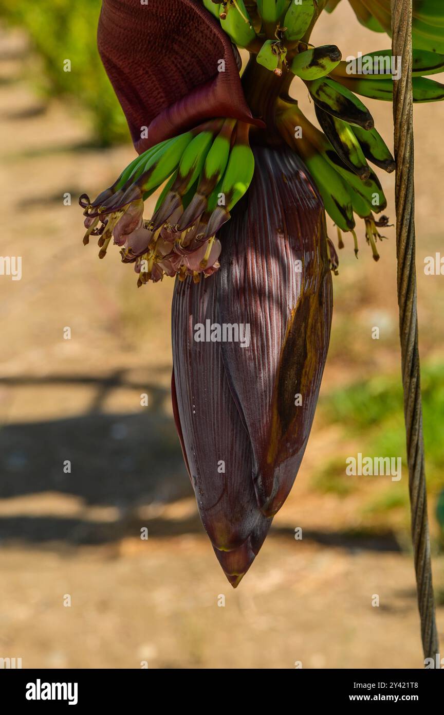 Banana flower/Banana blossom/-Kerala Stock Photo - Alamy