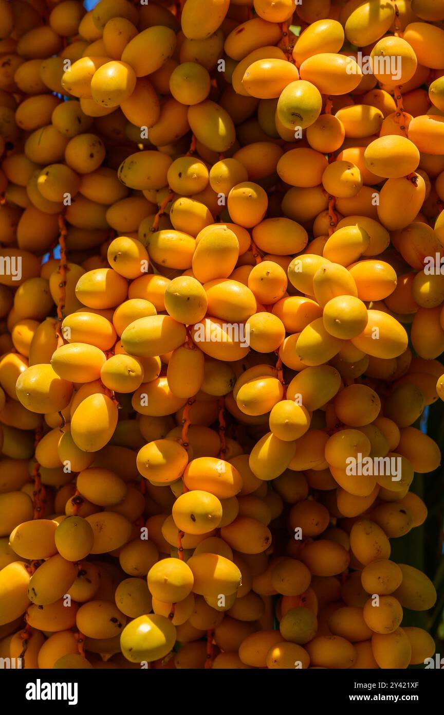 Clusters of red dates hanging amidst the green fronds of a date palm ...