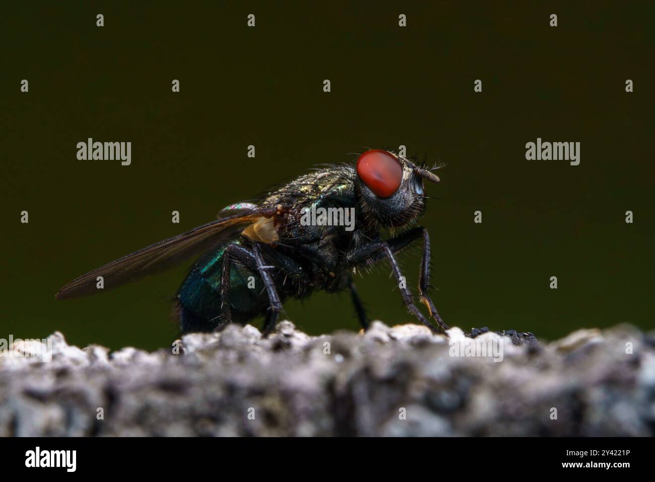 Genus Protocalliphora Family Calliphoridae fly wild nature insect photography, picture ...