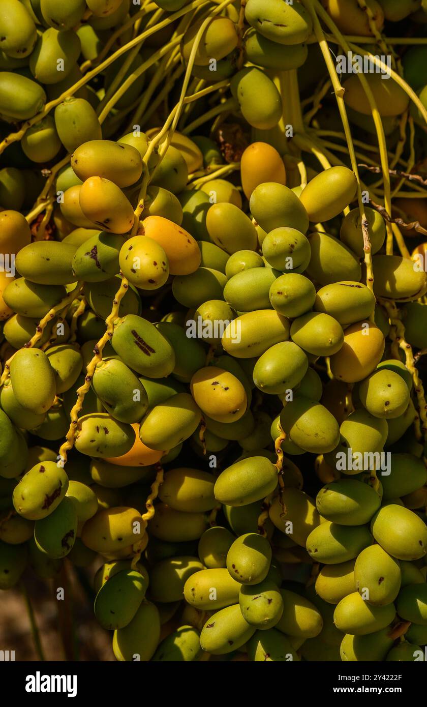 .Cluster of dates from a palm tree Stock Photo - Alamy
