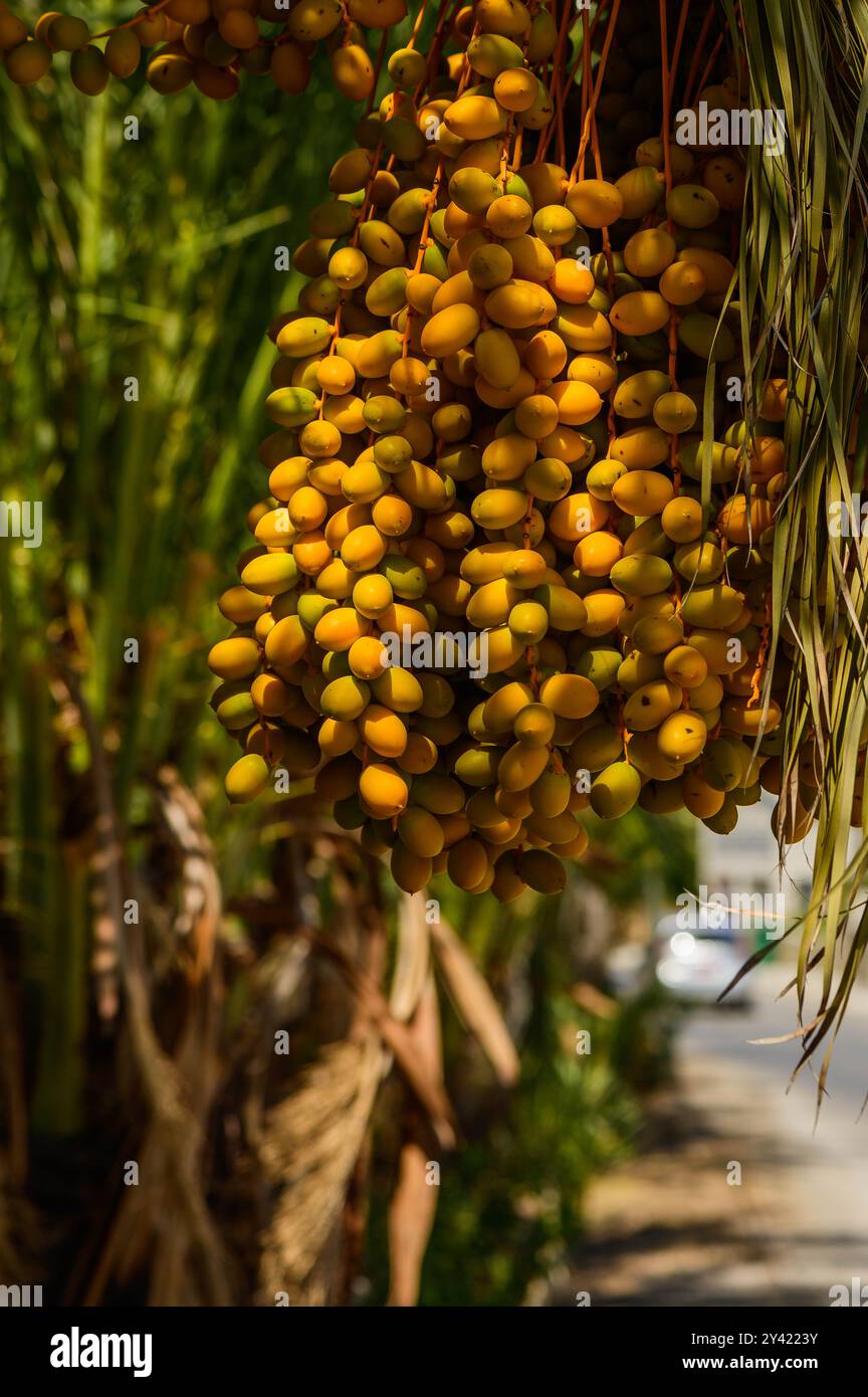 Dates growing on palm hi-res stock photography and images - Alamy