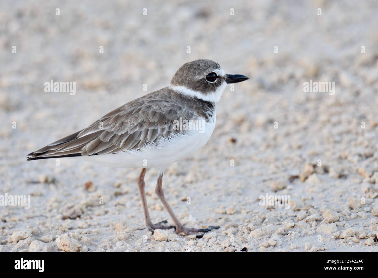 A lone Wilson's plover (Anarhynchus wilsonia) in San Pedro, Ambergris ...