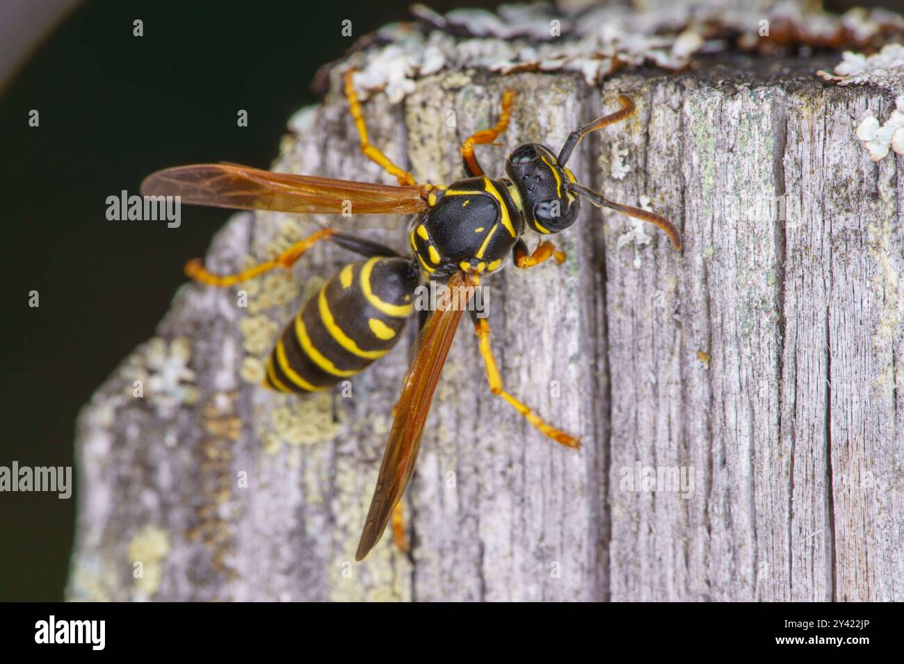 Polistes nimpha Family Vespidae Genus Polistes Paper wasp wild nature ...