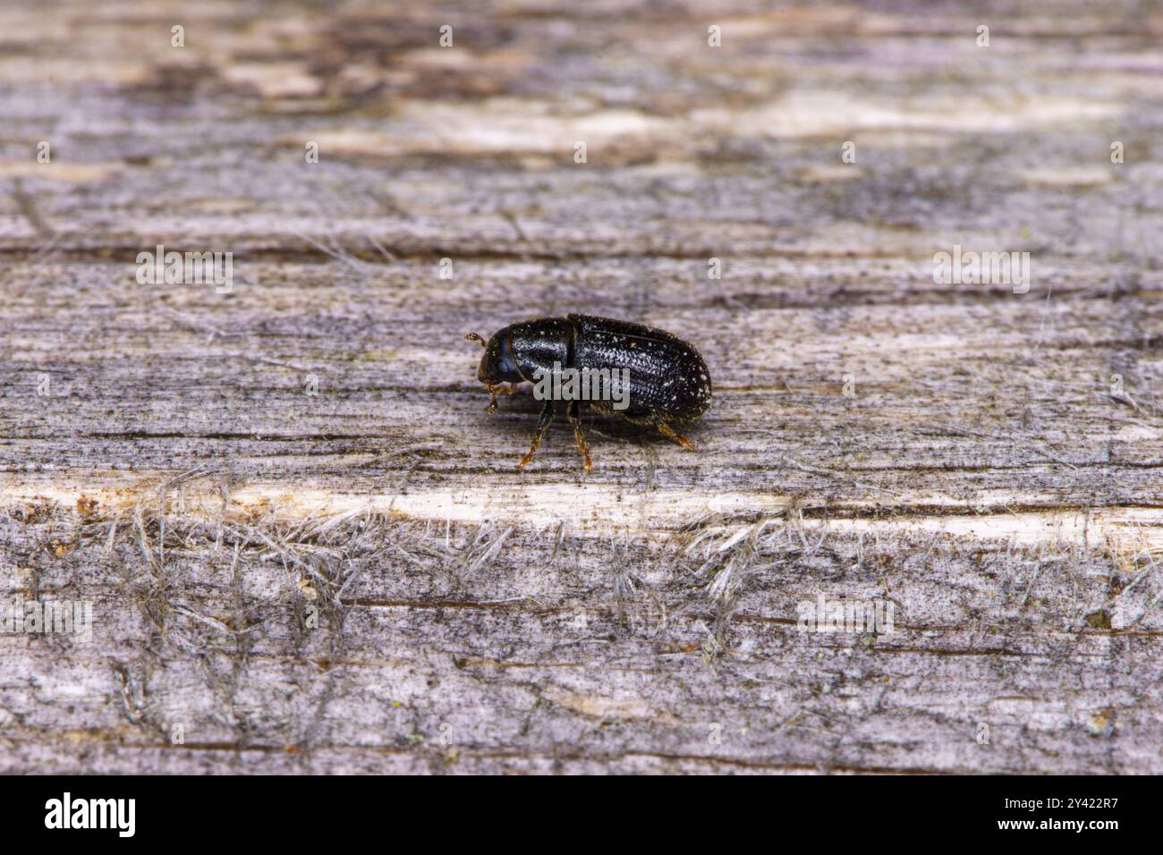 Kinivarpa Didysis kirpikas Tomicus piniperda Family Curculionidae Genus ...