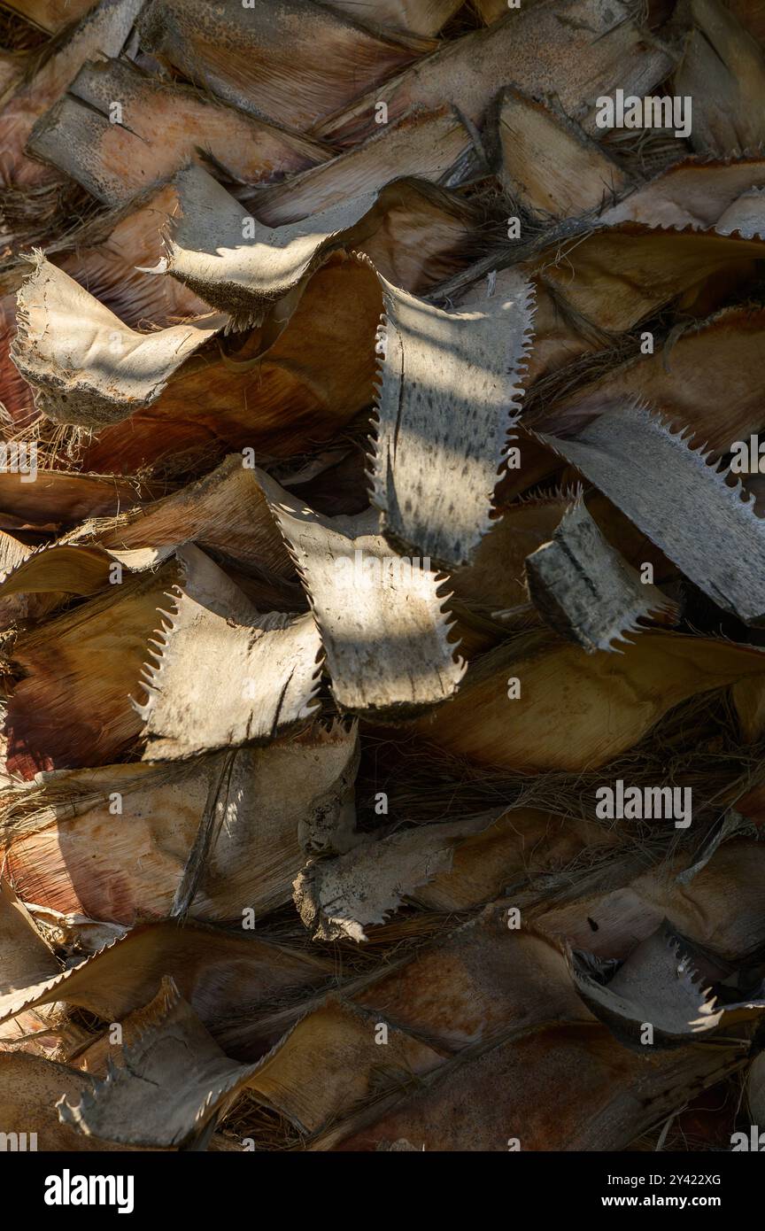 Date palm trunk hi-res stock photography and images - Alamy