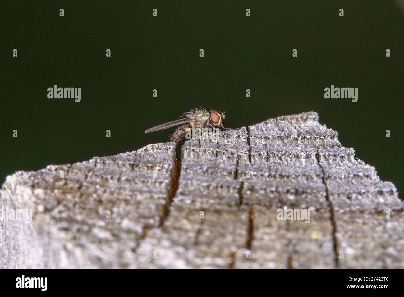 Anthomyiidae family Root-maggot fly wild nature insect wallpaper ...